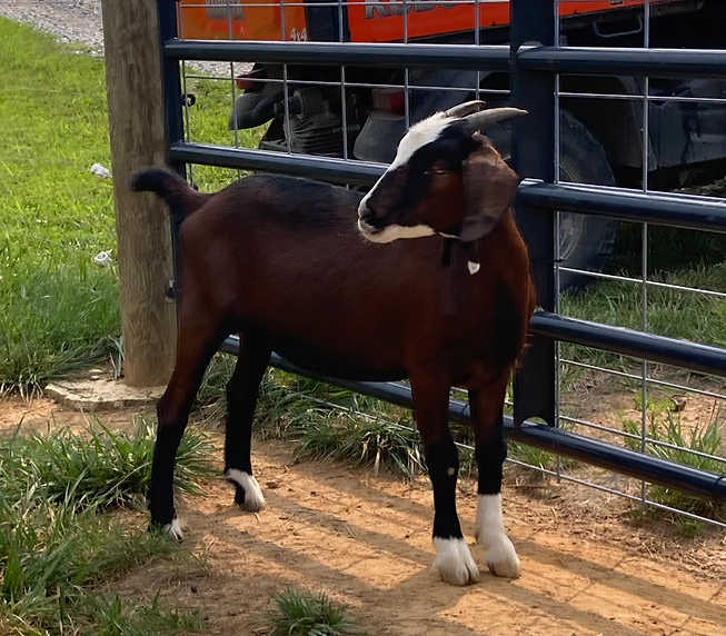 Kiko Doe Availability | Rowland Hills Farm