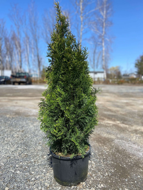 Emerald thuya occidentalis | Cèdres Dalpé Rive Sud et Montérégie