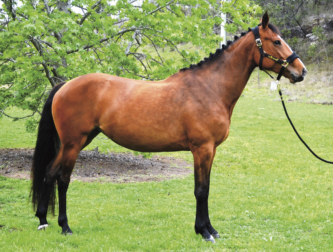 Byalee Maeve (Richmeed Medallion x Salute)