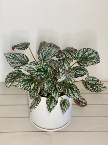 Begonia 'Silver Jewel' | Node