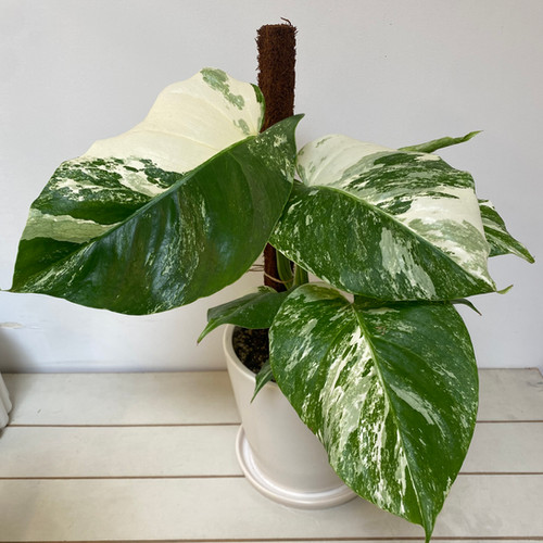 Variegated Monstera | Node