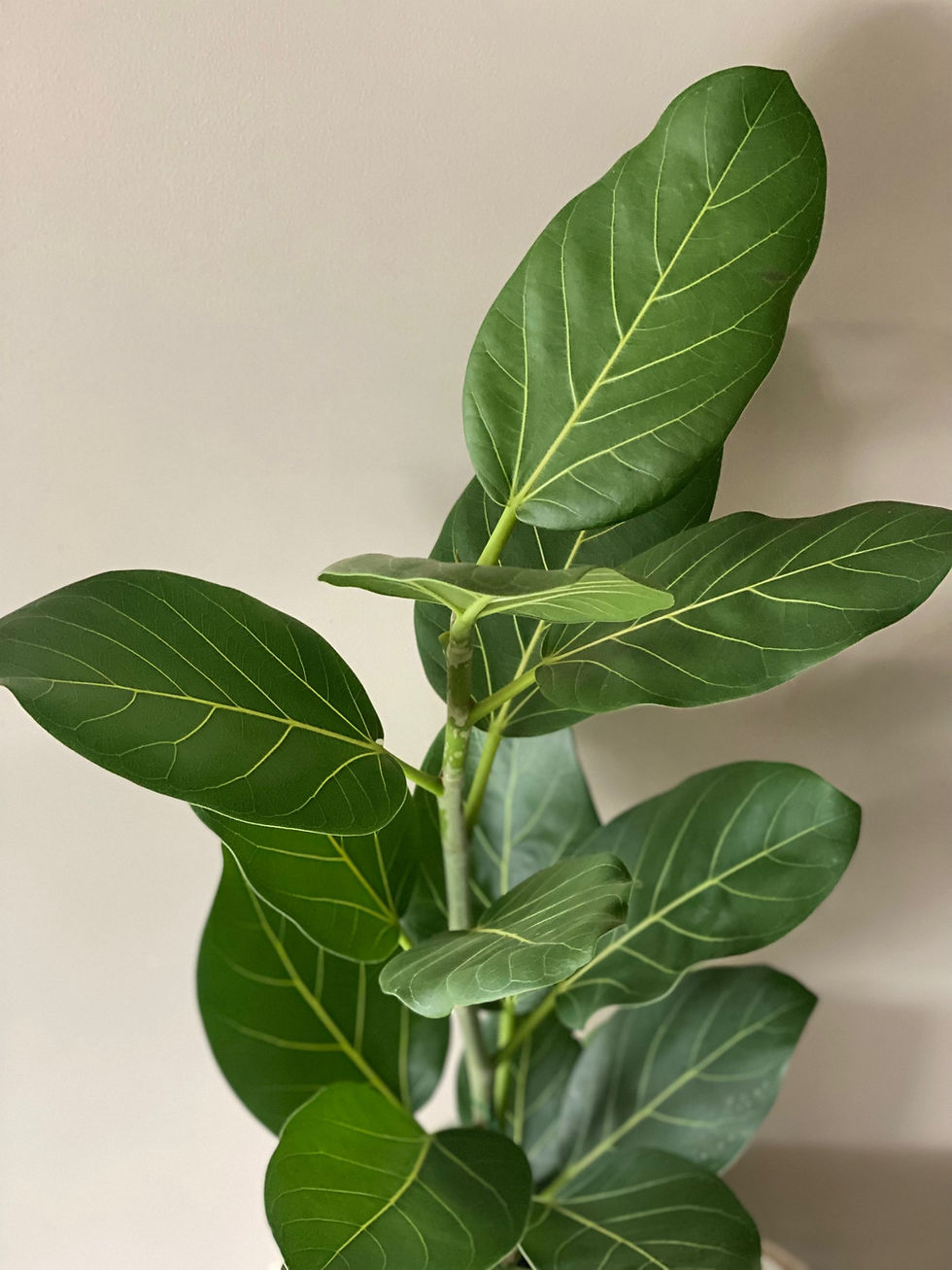 FICUS | Node