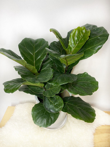 Ficus Lyrata - Double Stemmed | Node