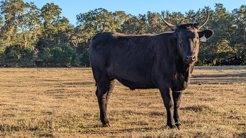 The Waygner Blue | masterblendbeef