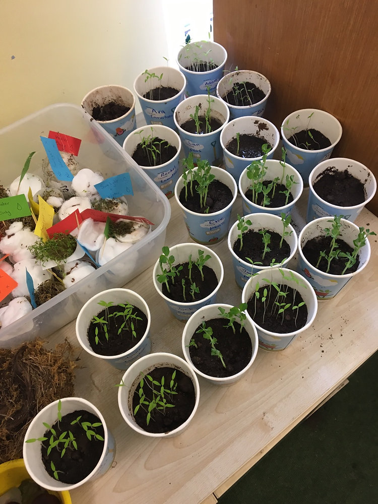 Growing Our Own Food