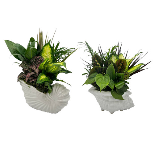Seashell Assortment | Flori-Design Inc.