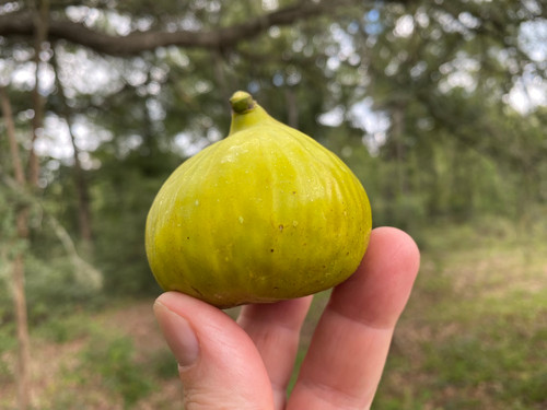 LSU Gold Fig Tree | Southern Figs Farm a