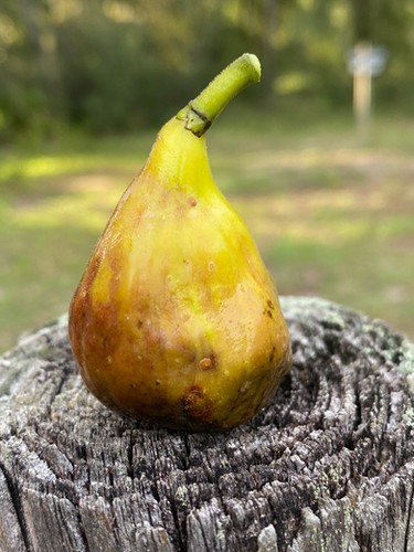 LSU Tiger | Southern Figs Farm a