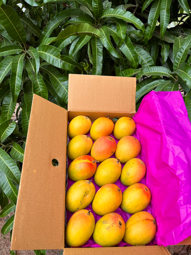 Alphonso Mango (15) | My Mango People