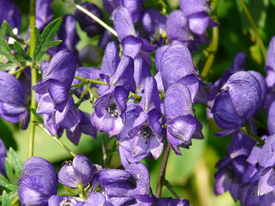monkshood poison effects