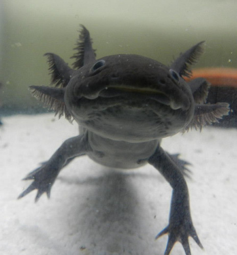 One of our stock Melanistic "All Black" Juveniles | Western Axolotl 1