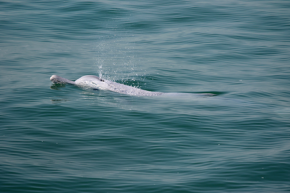 The Imperilled Mascot