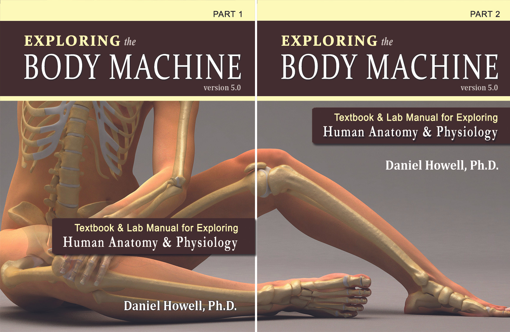 Surface Anatomy | BodyMachine