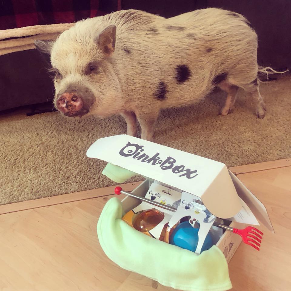 OinkBox: Piggy Supplies For Pig Parents & Pigs