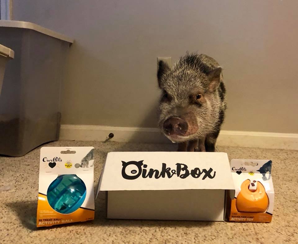 OinkBox: Piggy Supplies For Pig Parents & Pigs