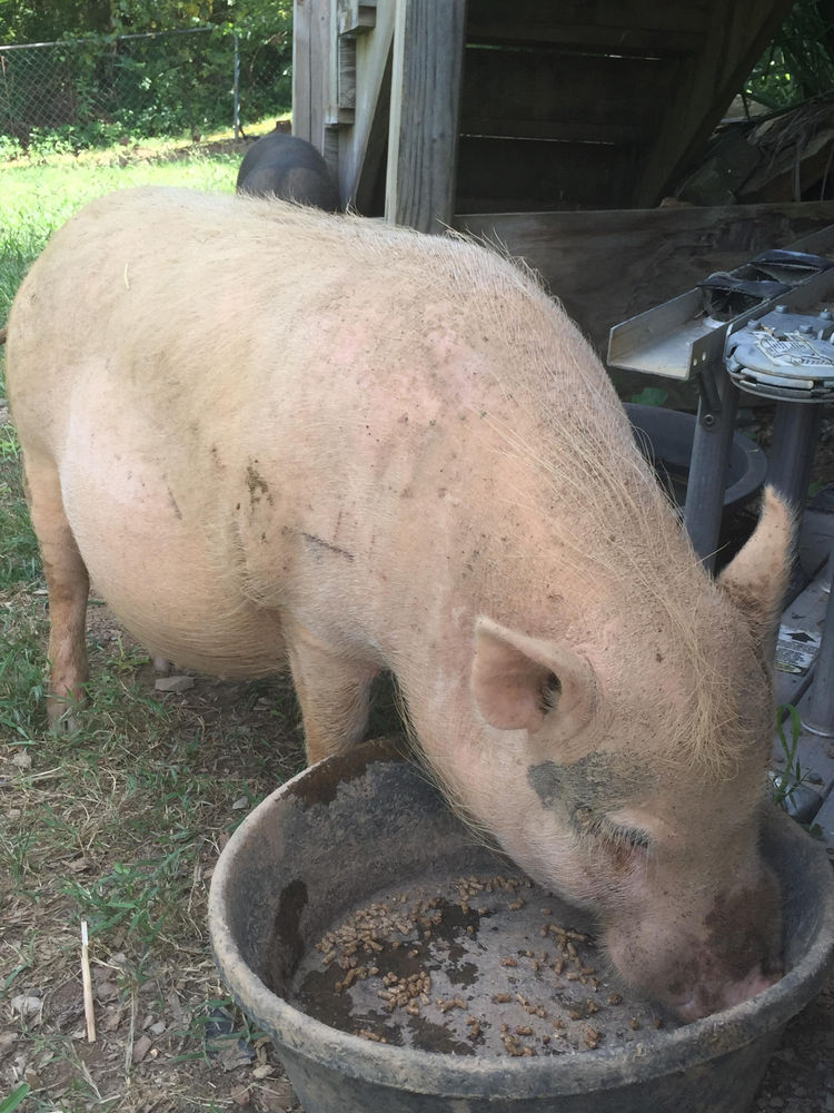 A Real Life Story of 3 Little Pigs