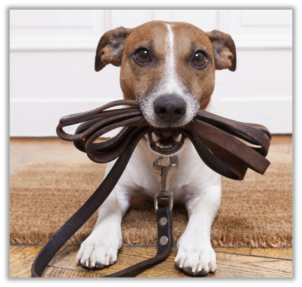 UNLEASHED DOG – CALL THE POLICE