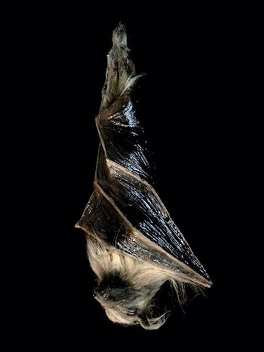 ANIMAL PROP HANGING BAT | Haunts Fx