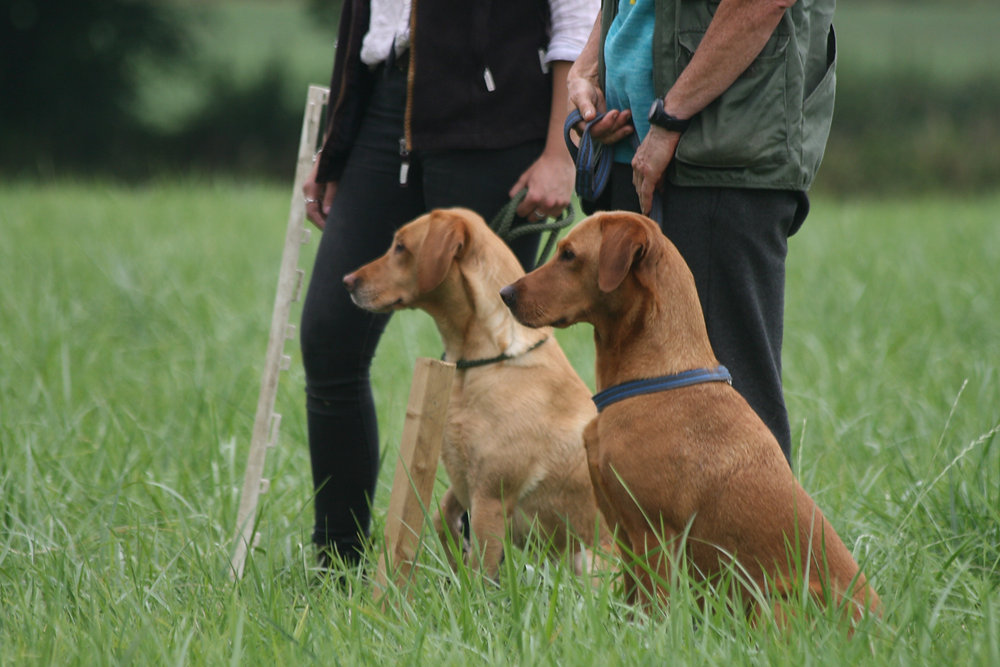 Puppy, Special Puppy and Novice Dog Novice Handler Test 2nd June 2024
