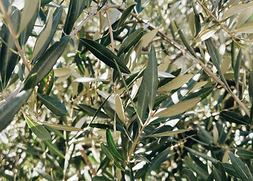 HOME | Muundo | Mortex Tables