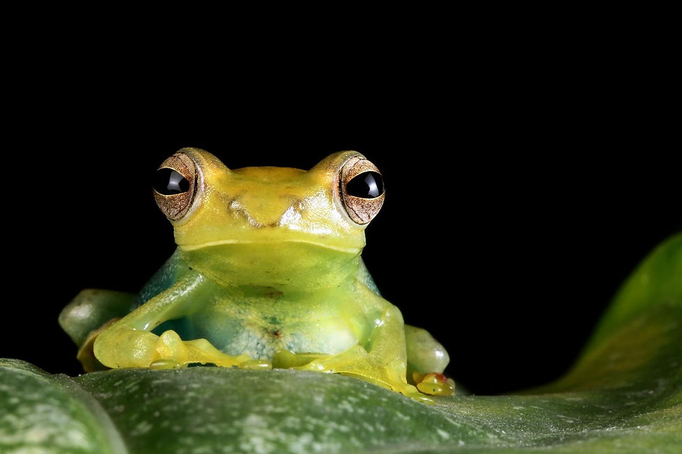 Costa Rica wildlife: 6 Beautiful Costa Rican Frogs and Where to Spot Them