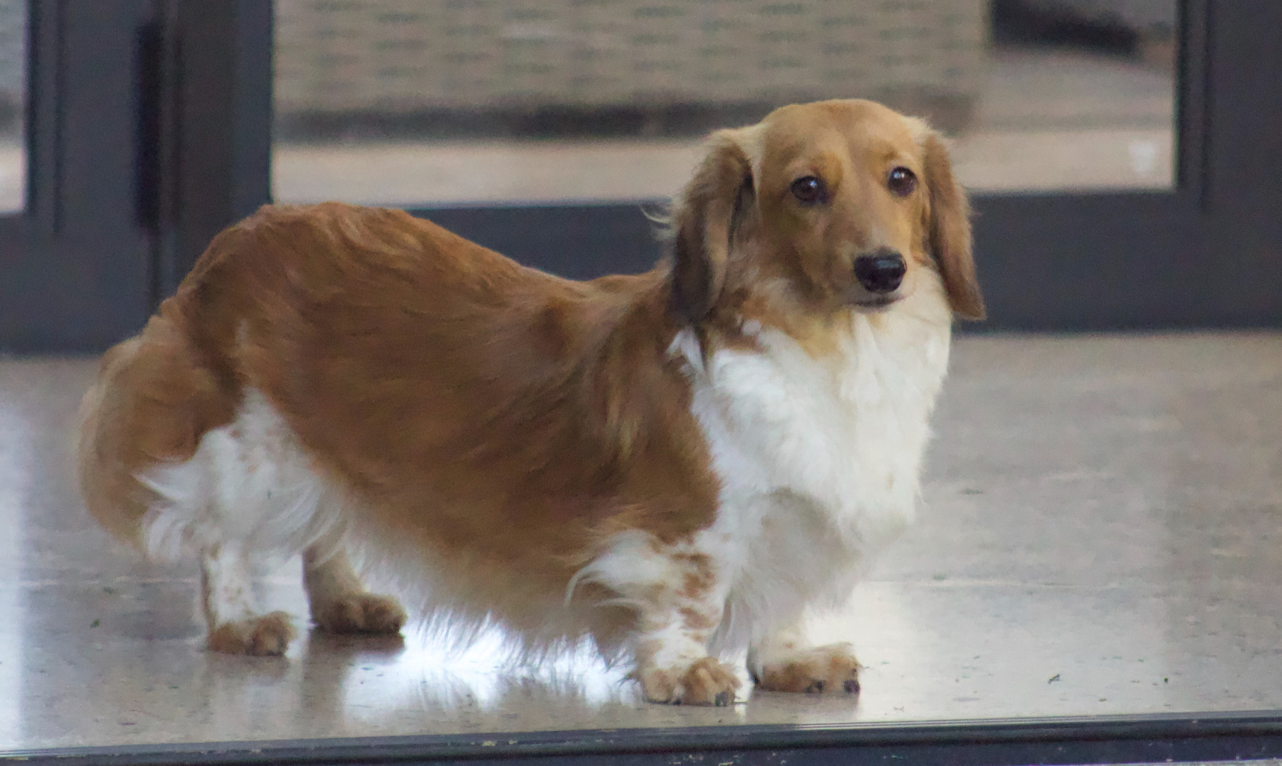 Bhalu | Shaded Red Dachshund | KZN