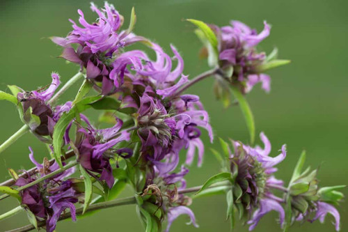 Bee Balm | Hillside Blooms