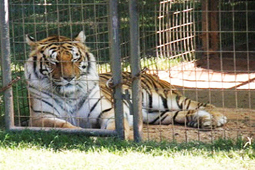 Tiger Creek Wildlife Refuge