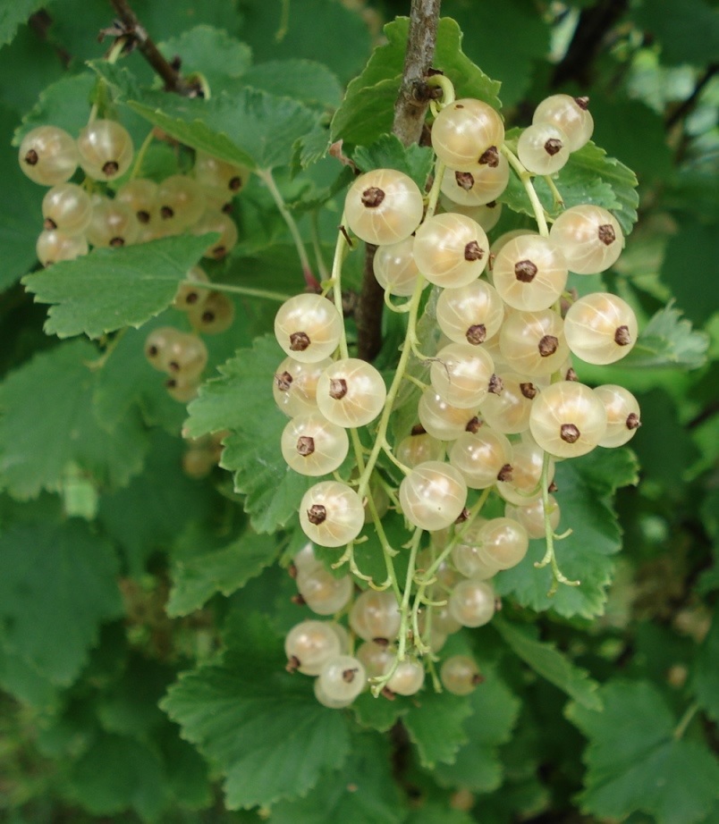 Gooseberries and Currants