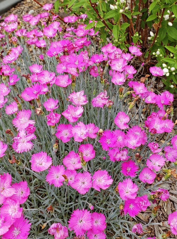 My Top 10 Favourite Perennials