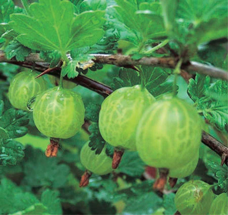 Gooseberries and Currants