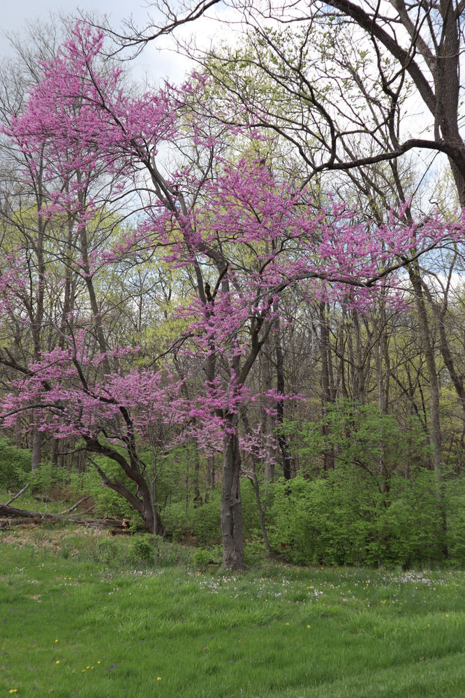 Native Spotlight: Eastern Redbud