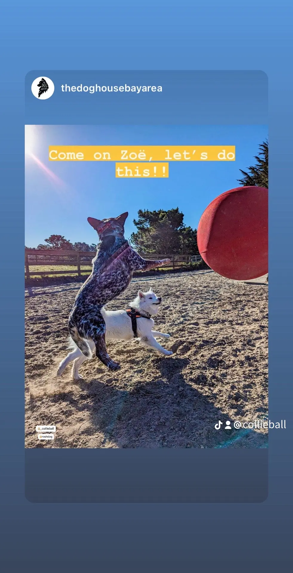 RESOURCES | Herding Ball