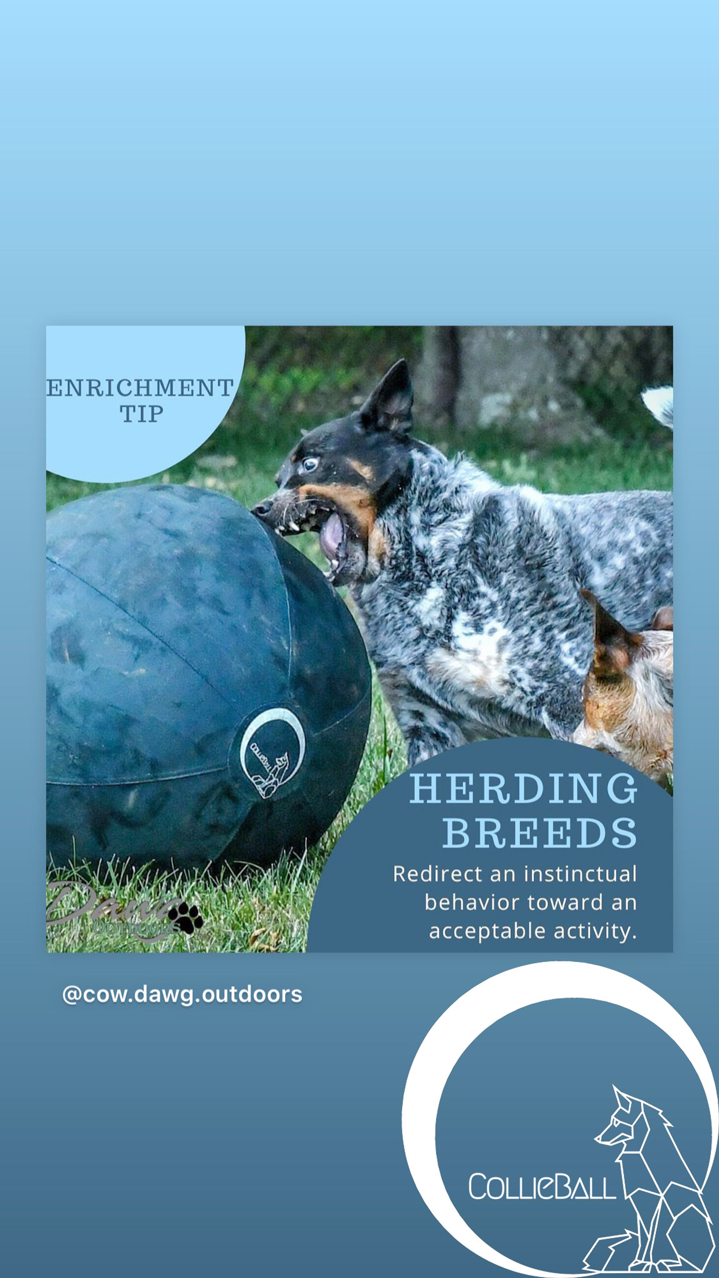 The Versatile Herding Dog: History, Traits, and Training