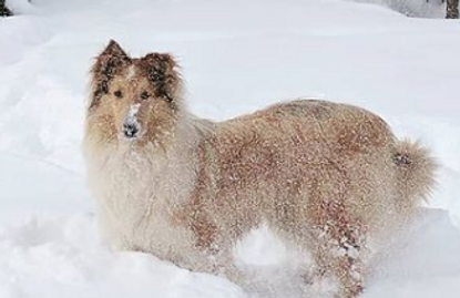 Autumn's Page | Colorado Collies
