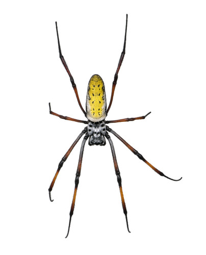 Nephila madagascariensis spiderlings 2-4cm leg span | The Insect Farm