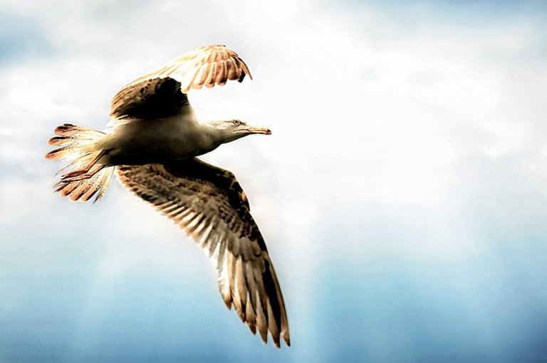 FLYING WING