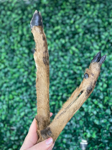 Hairy Roe Deer Legs | Mickey Sash