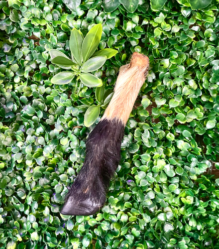 Lamb Leg | Mickey Sash