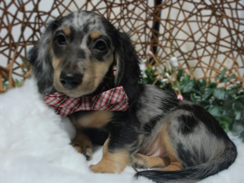 mini dachshund puppies for adoption