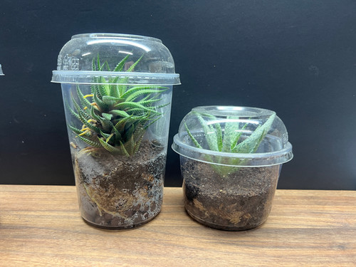 Mini Vivarium / Terrarium Kit 32oz or 16oz | Moonlight Mantids