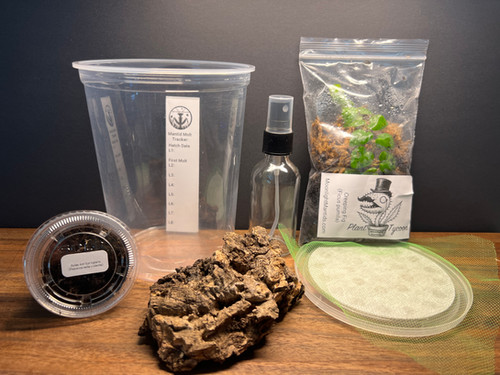 Giant Australian Rainforest Mantis Kit: Mantis + Feeder + Habitat ...