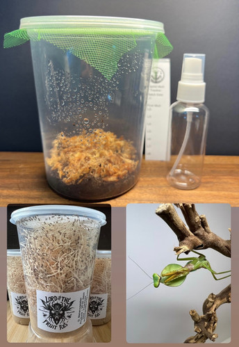 Basic Shield Mantis Kit: Mantis + Feeder + Habitat | Moonlight Mantids