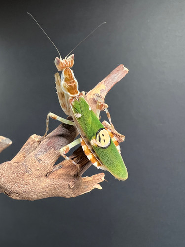Apicalis Flower Mantis (C. apicalis) | Moonlight Mantids