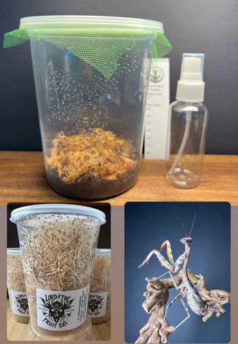 Basic Budwing Mantis Kit: Mantis + Feeder + Habitat | Moonlight Mantids