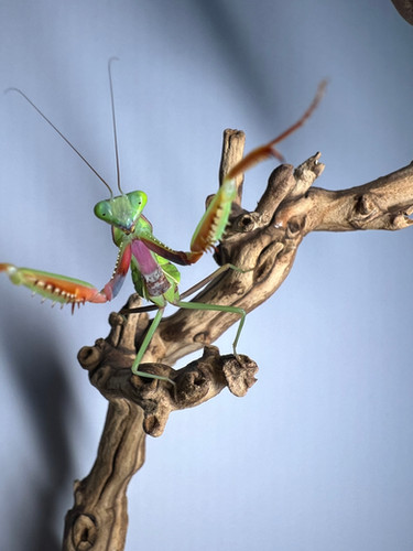Giant Australian Rainforest Mantis (H. majuscula) | Moonlight Mantids