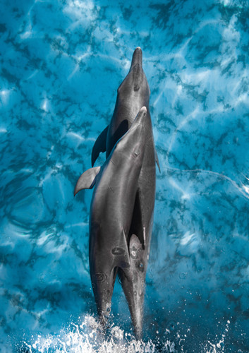 Dolphin Love (Digital Print) | Daniel Nicholson Pho