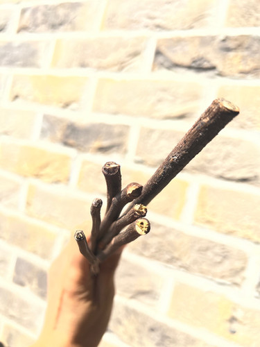 Neem Tooth-stick | SaladVision