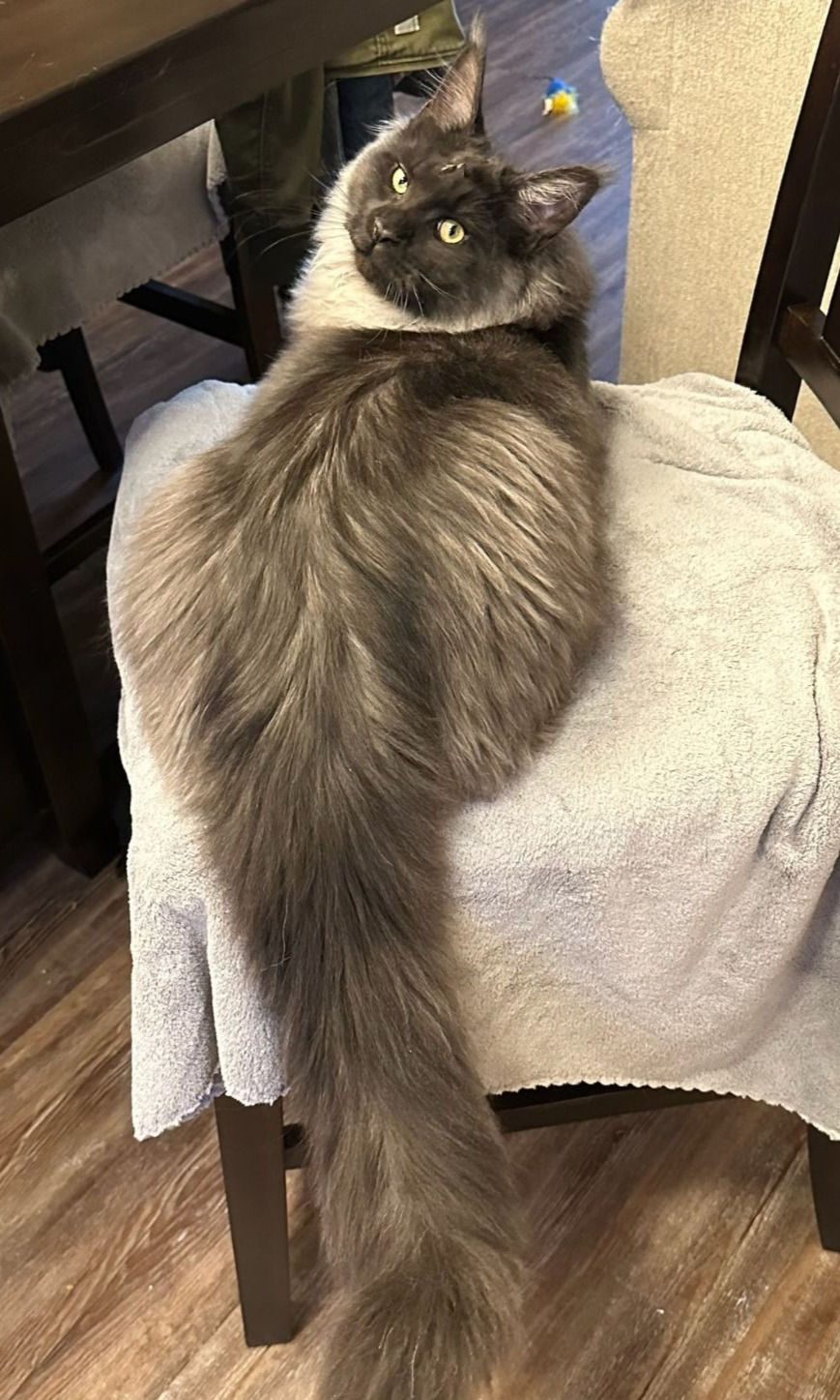 Main Coons by Garside Coons Cattery | Hayden ID