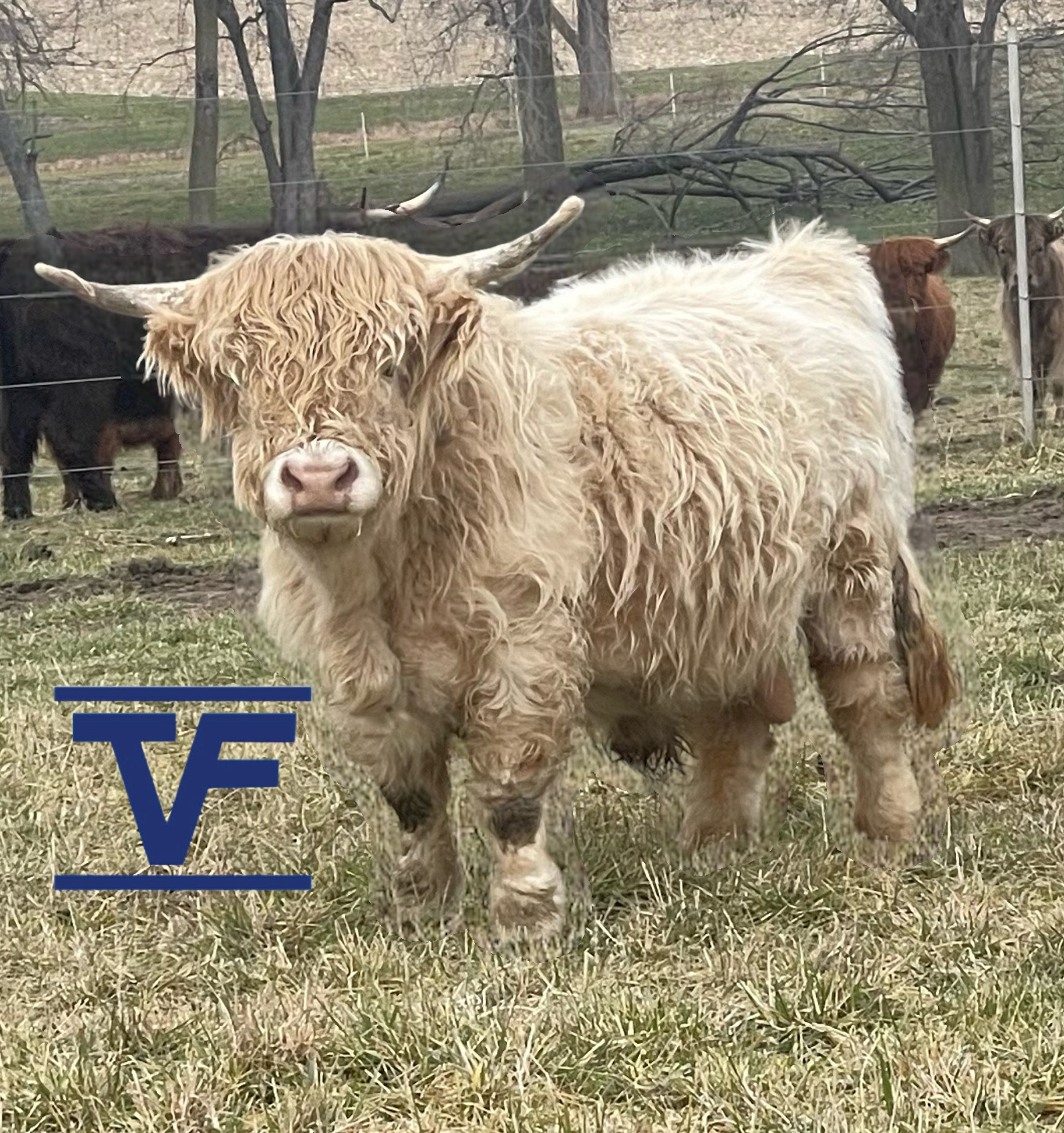 Sires | Mini Highland Cattle | Tender Valley Farm